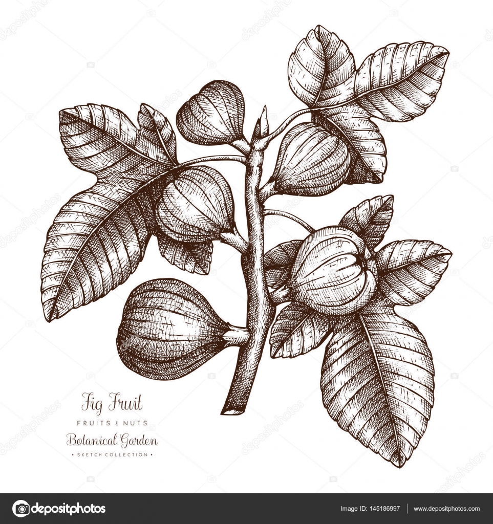 Ilustración botánica de higuera . Stock Vector by ©geraria 145186997