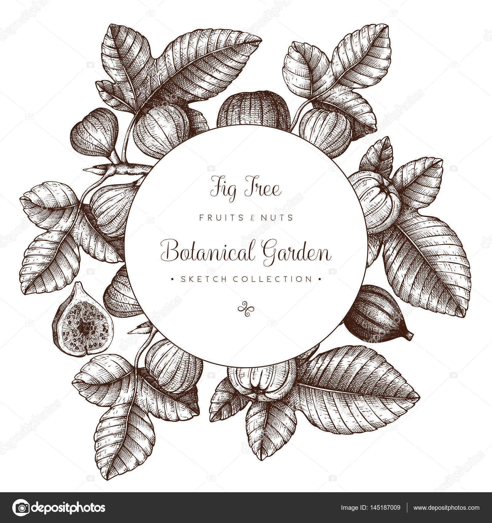 Design with hand drawn fig trees branch ⬇ Vector Image by © geraria ...