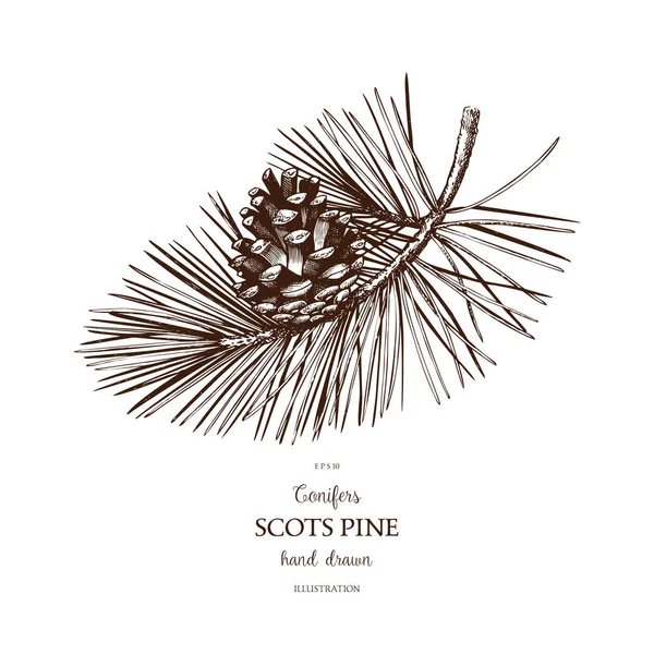 54 Scots pine Vector Images, Scots pine Illustrations | Depositphotos