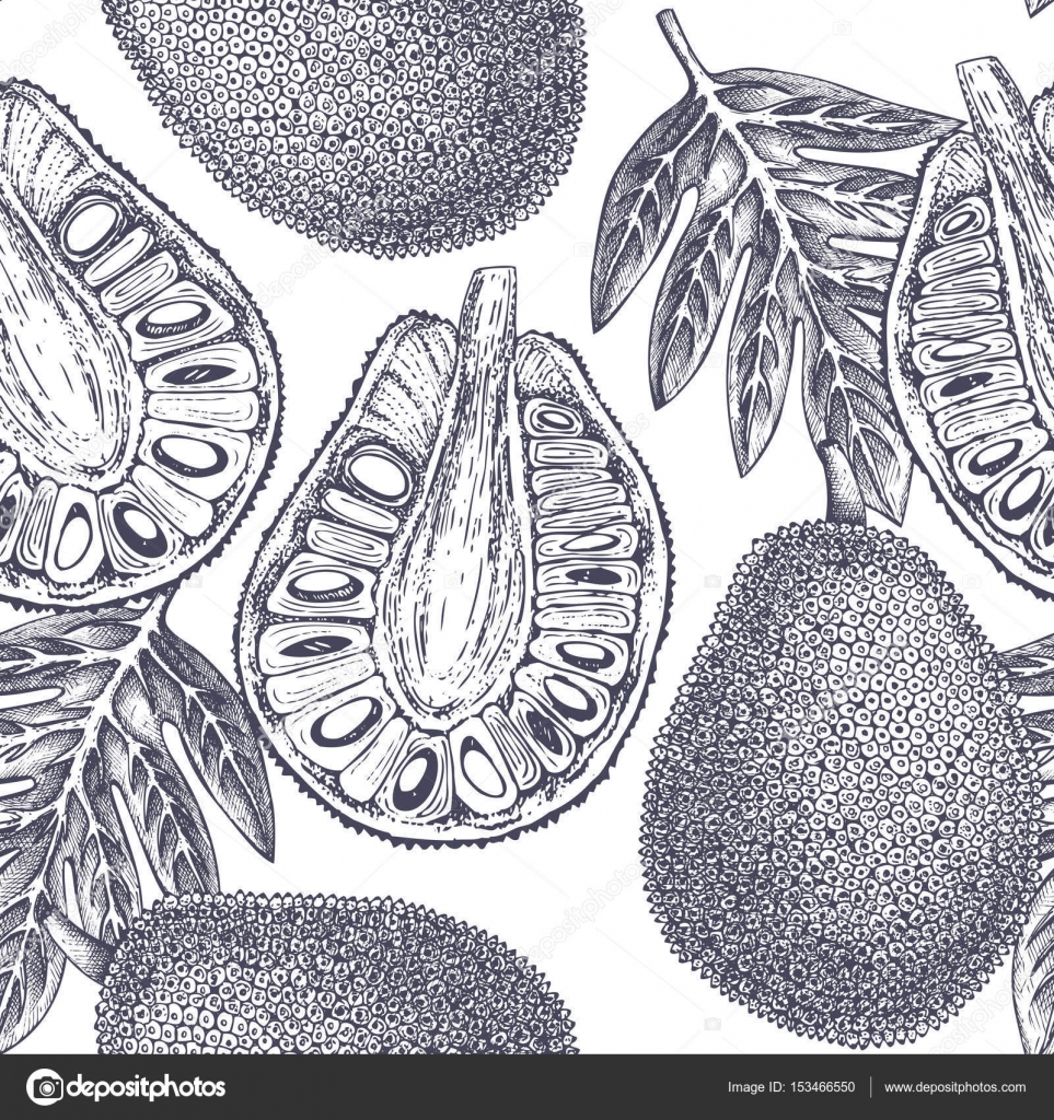 Vector Breadfruit background. — Stock Vector © geraria #153466550