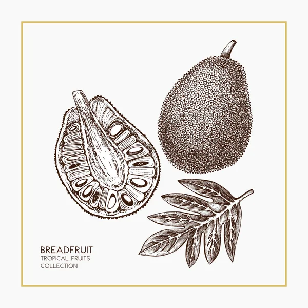 Jackfruit Drawing Outline