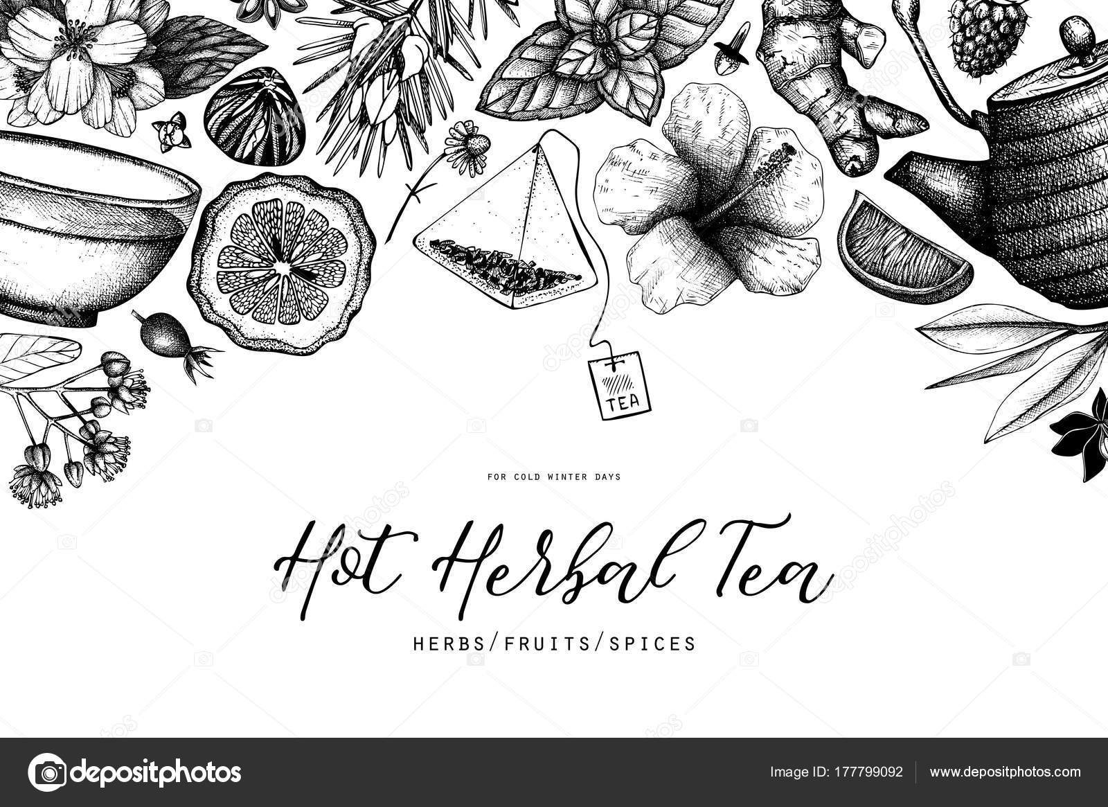 Vector Card Design Hand Drawn Tea Illustration Decorative Inking ...