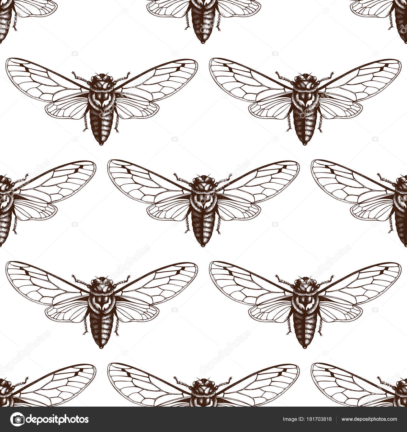 Vintage Cicada Illustration