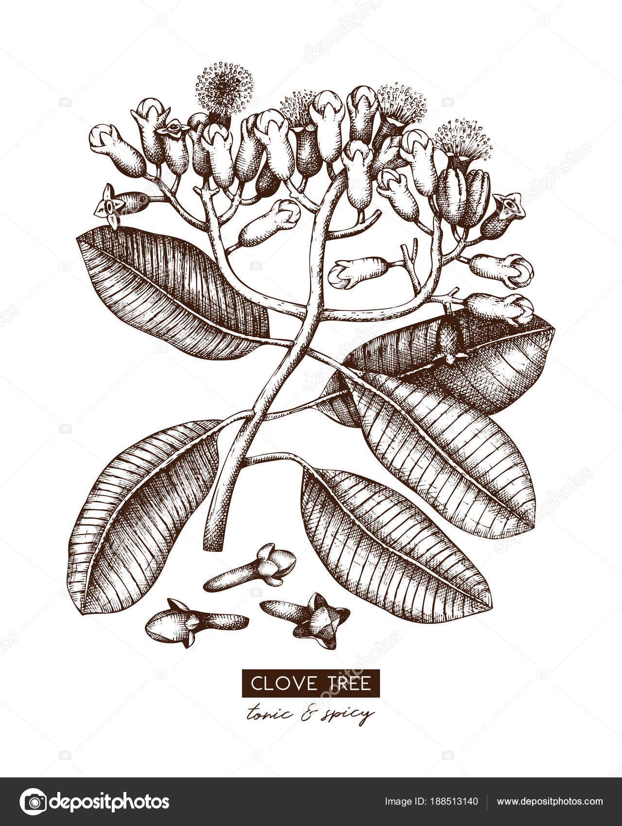 Clove Plant Drawing