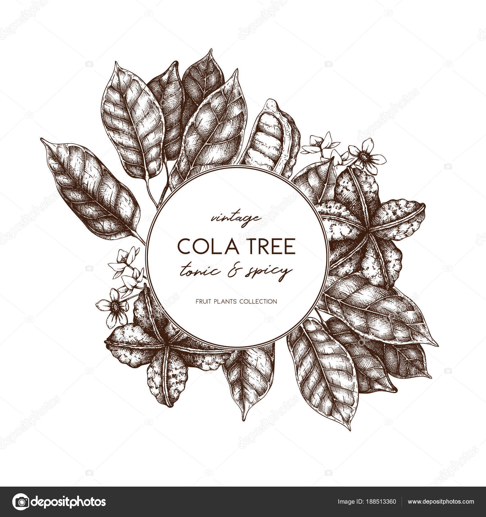 Vintage Hand Drawn Poster Cola Tree Stock Vector Image by ©geraria ...