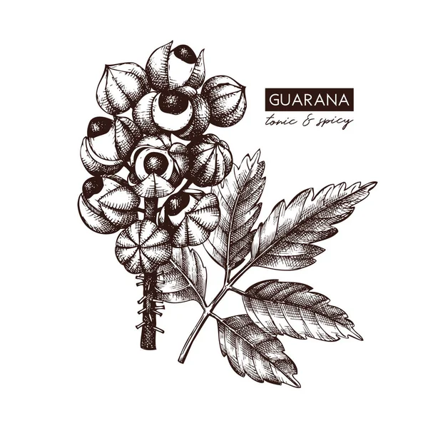 Guarana Vector Art Stock Images | Depositphotos