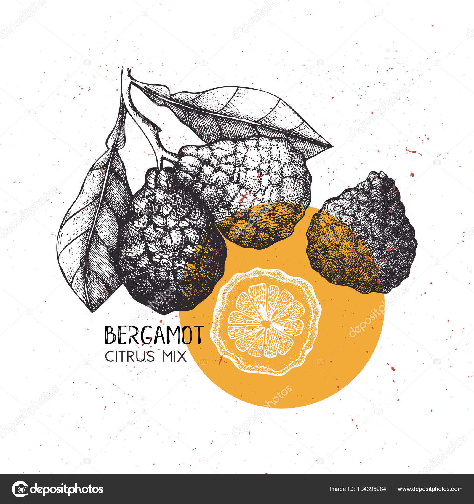 Illustration Bergamot Botanical Bergamot Vintage Design Template