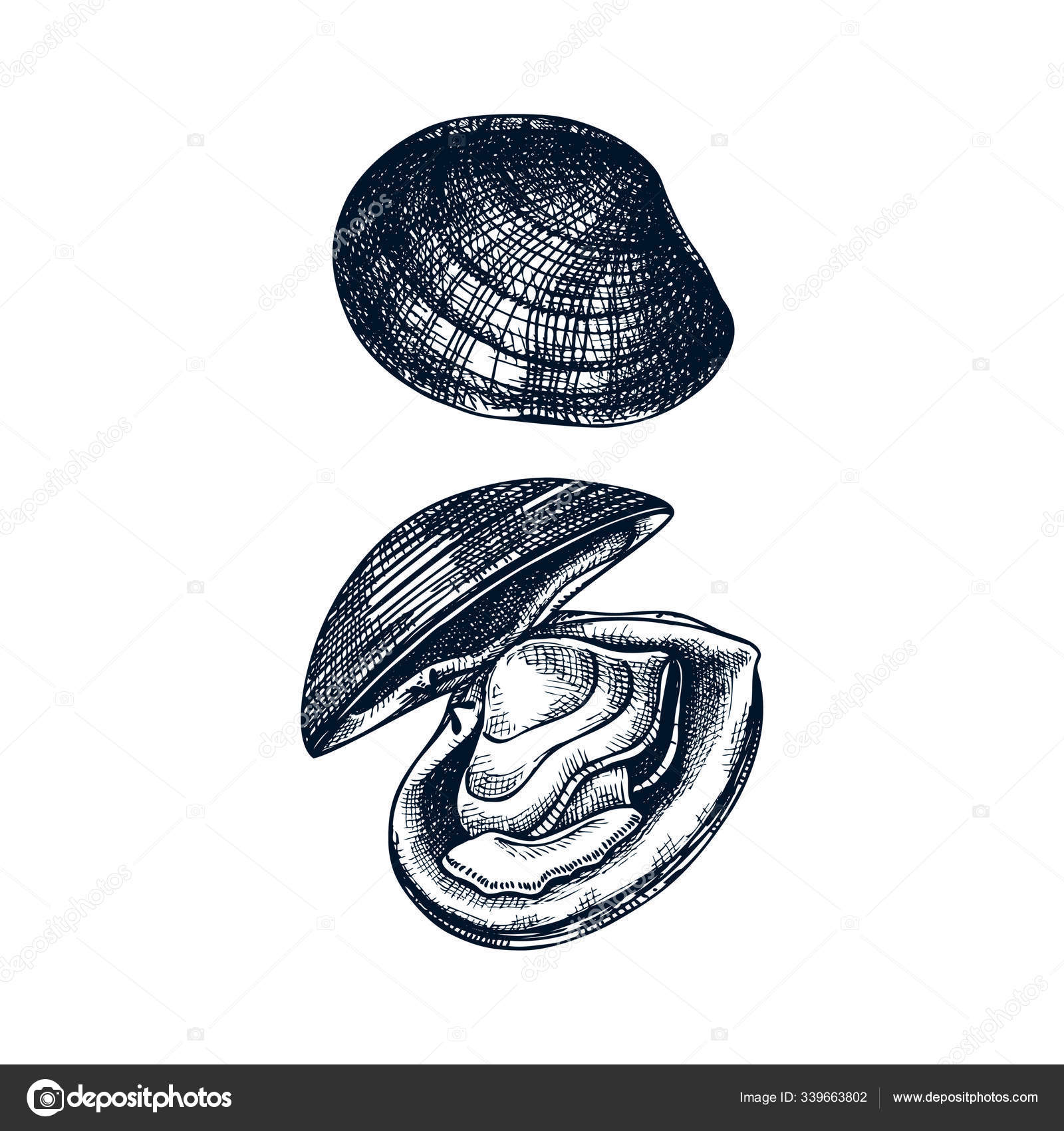 Cooked Atlantic surf clam illustrations. Edible molluscs. Shellf Stock ...