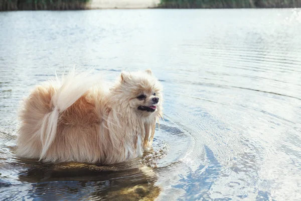 Hairy dog water Stock Photos, Royalty Free Hairy dog water Images ...
