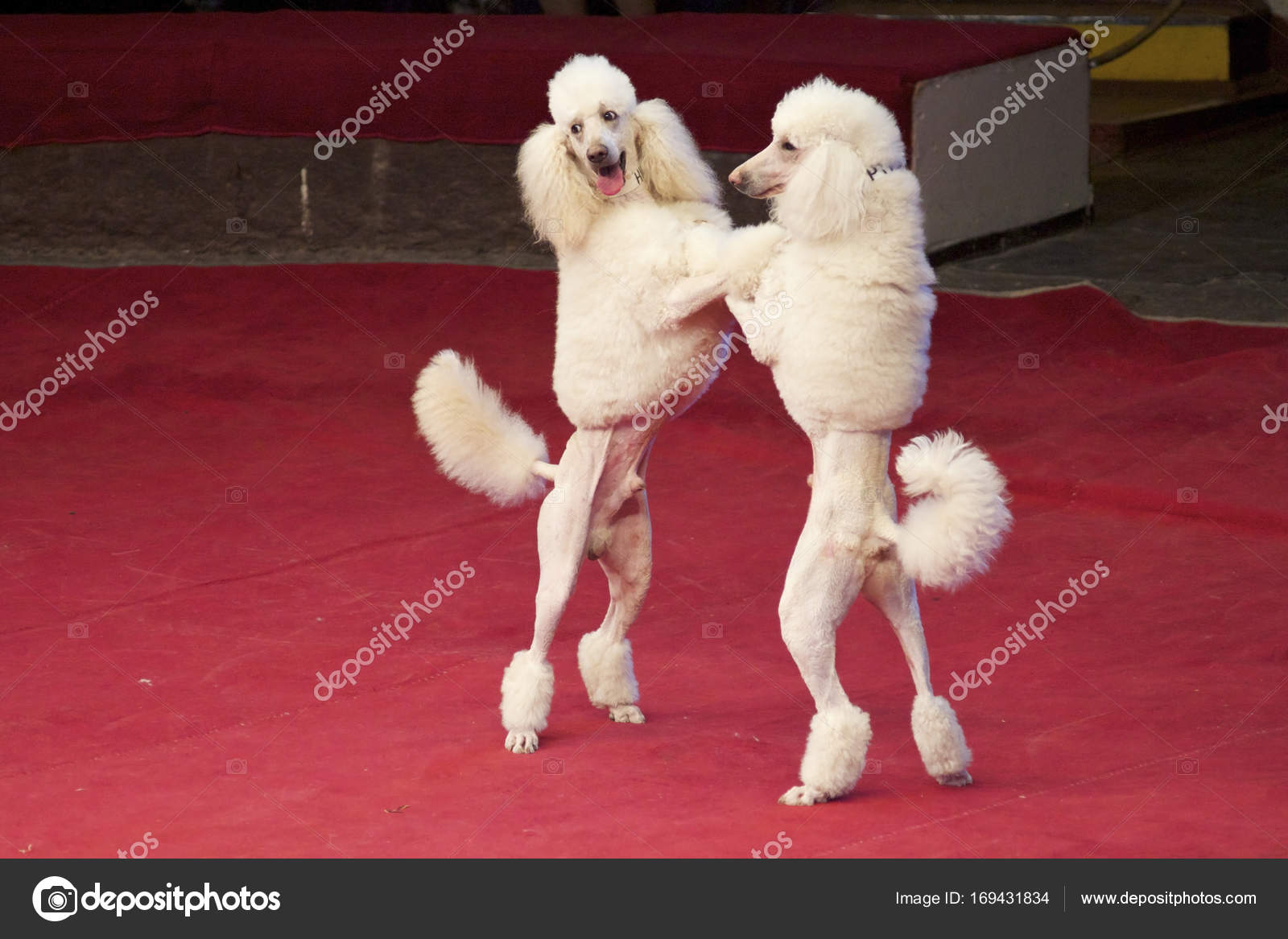 Two white dogs are dancing in circus arena — Stock Photo © glebchik ...