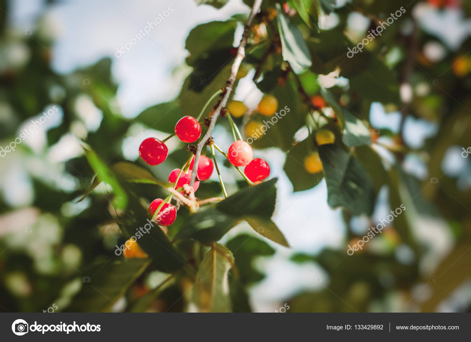 Tasty organic cherries on a cherry trees Stock Photo by ©ifeelstock ...