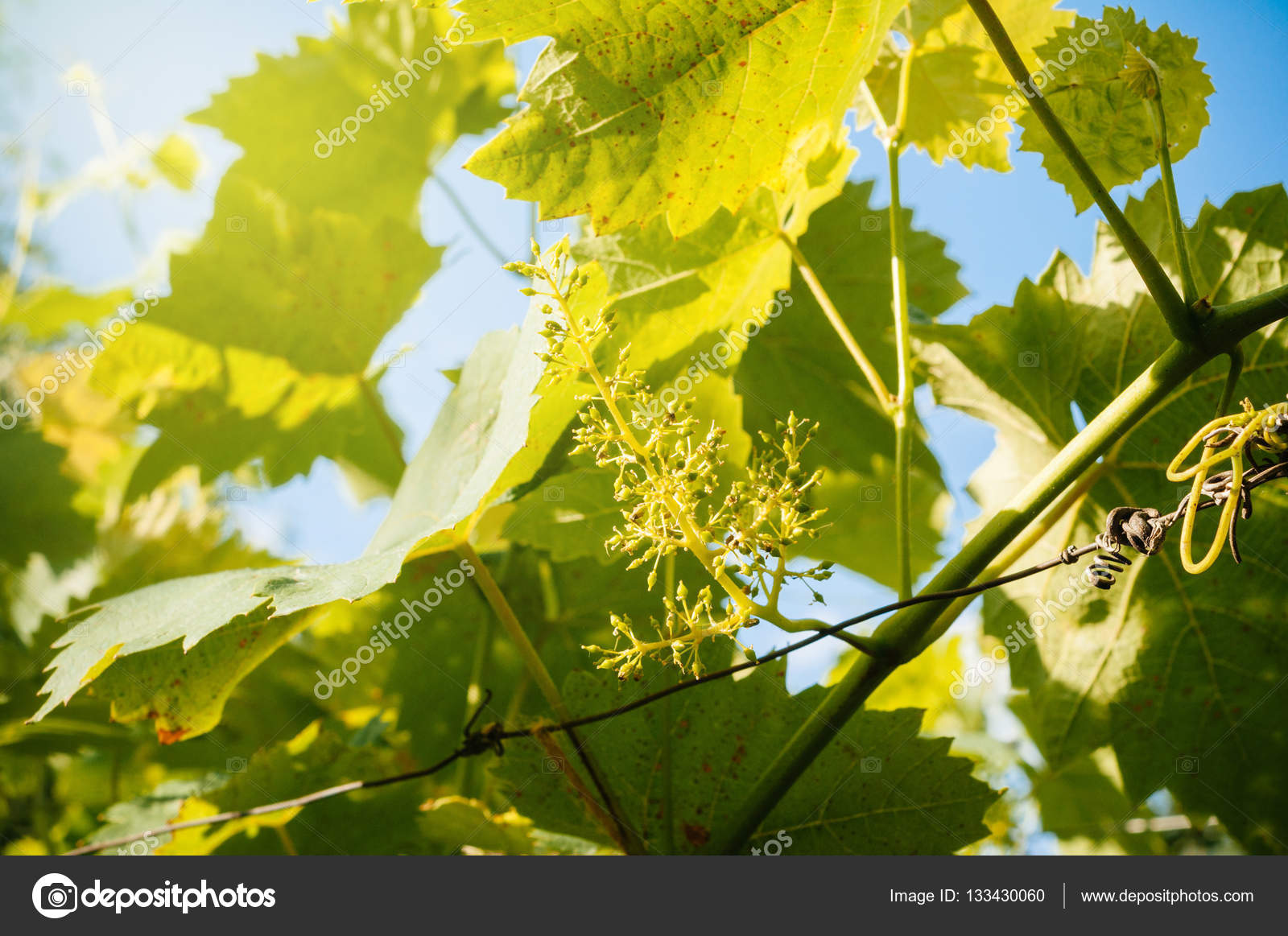Stage Grape Vine Bloom Grape Inflorescence Nearly 100 Cap Fall Stock ...