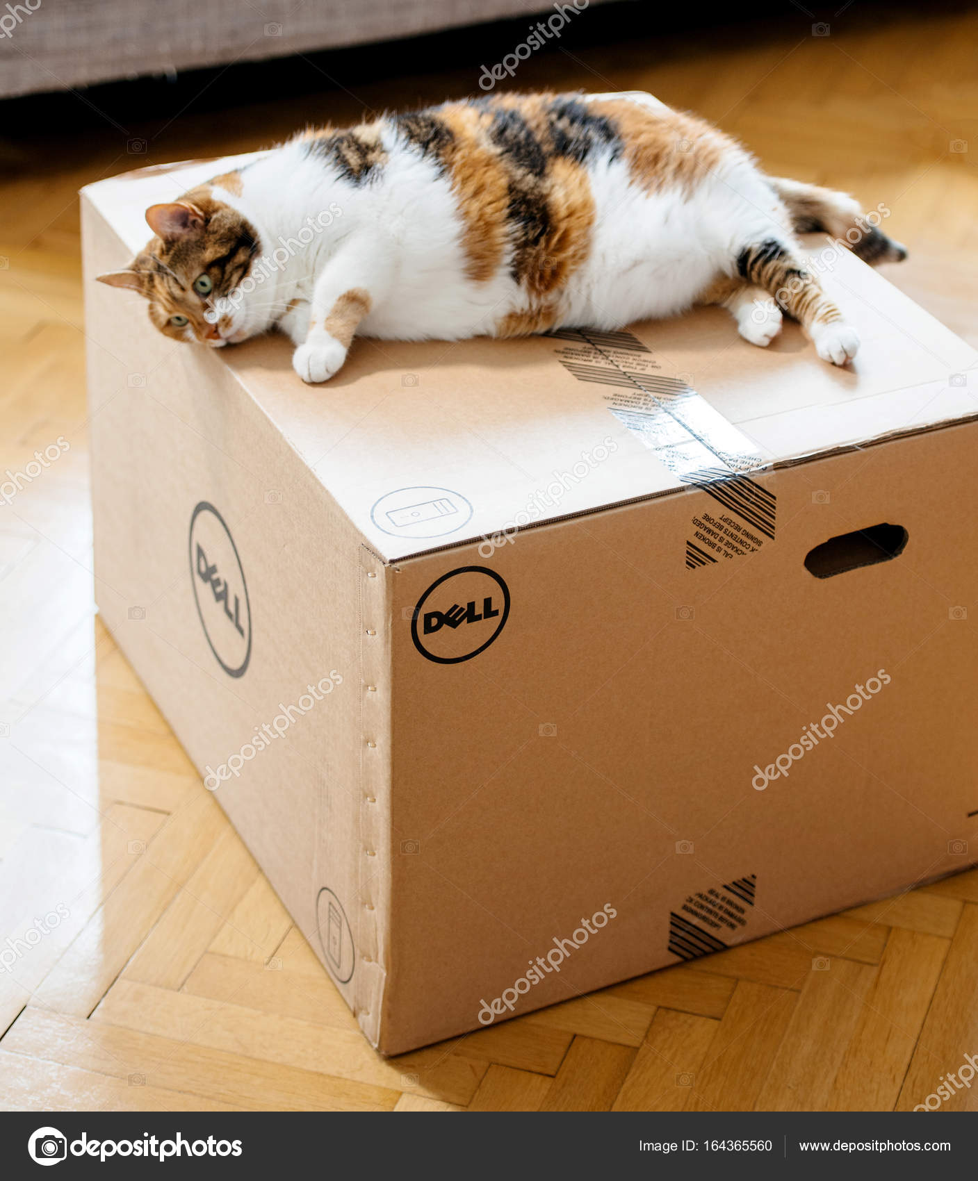 Cat inspecting the DELL computer cardboard box — Stock Editorial Photo ...