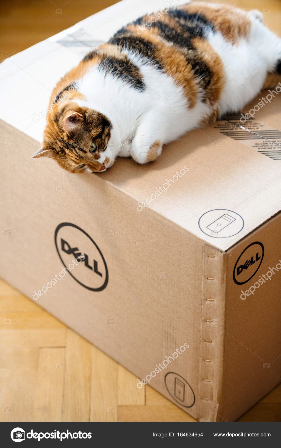 Funny cat sleeping on DELL computer box — Stock Editorial Photo ...