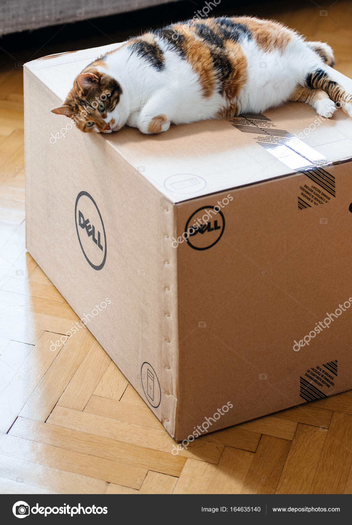 Cat sleeping on DELL computer box — Stock Editorial Photo © ifeelstock ...