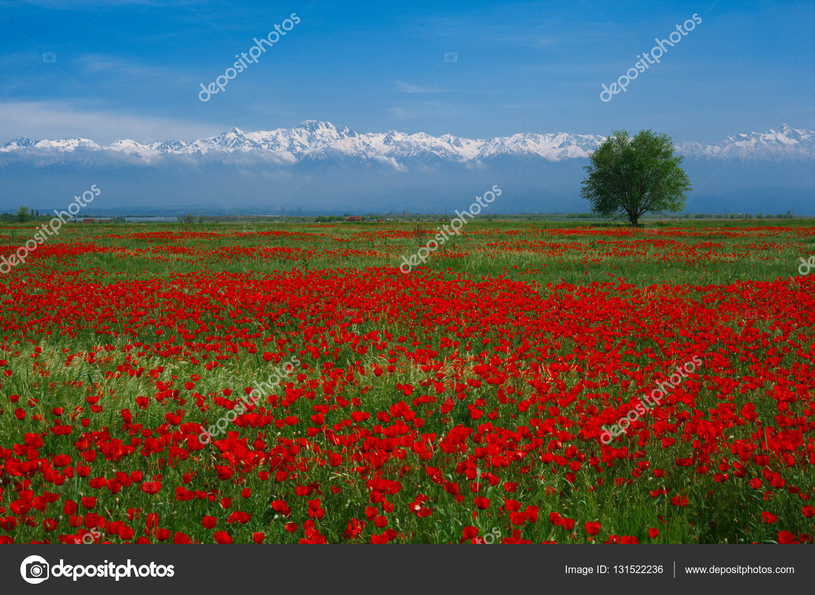 Wide meadow with rep poppies and high mountains peaks on horizon ...