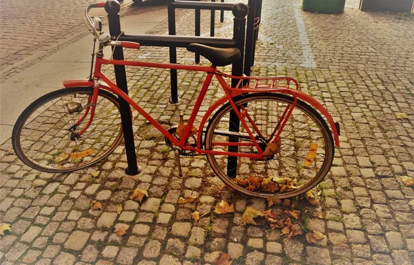 Kot na rowerze fotos de stock, imágenes de Kot na rowerze sin royalties ...