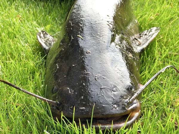 Big catfish Stock Photos, Royalty Free Big catfish Images | Depositphotos