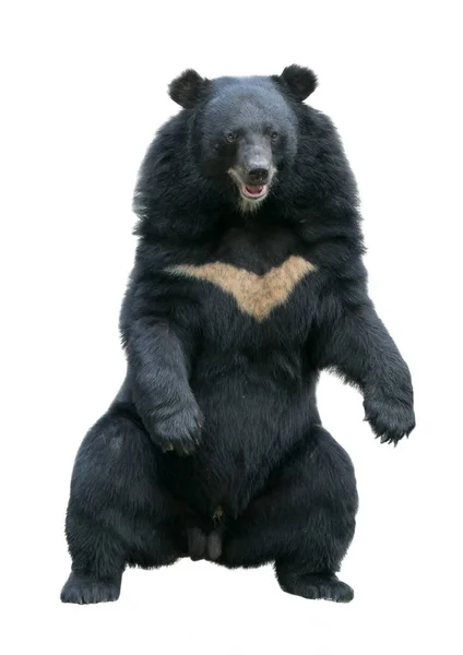 Fotos de Urso pelado, Imagens de Urso pelado sem royalties | Depositphotos