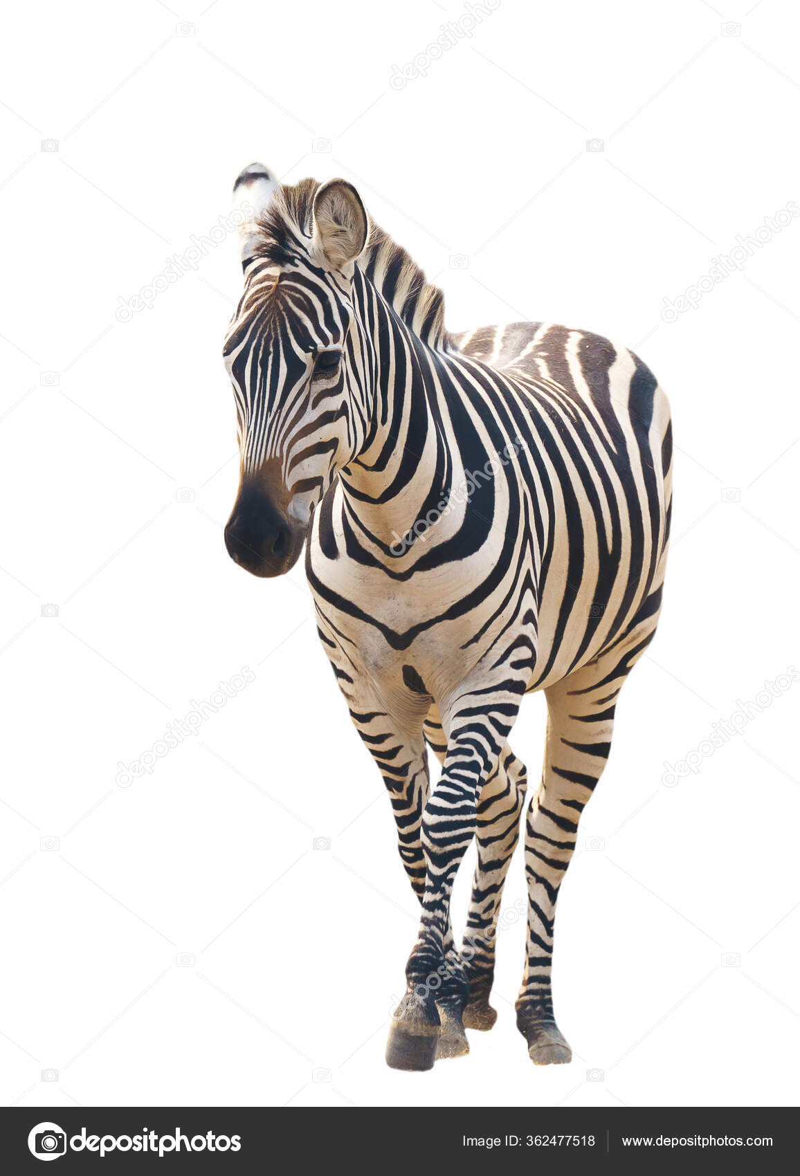 Zebra White Background