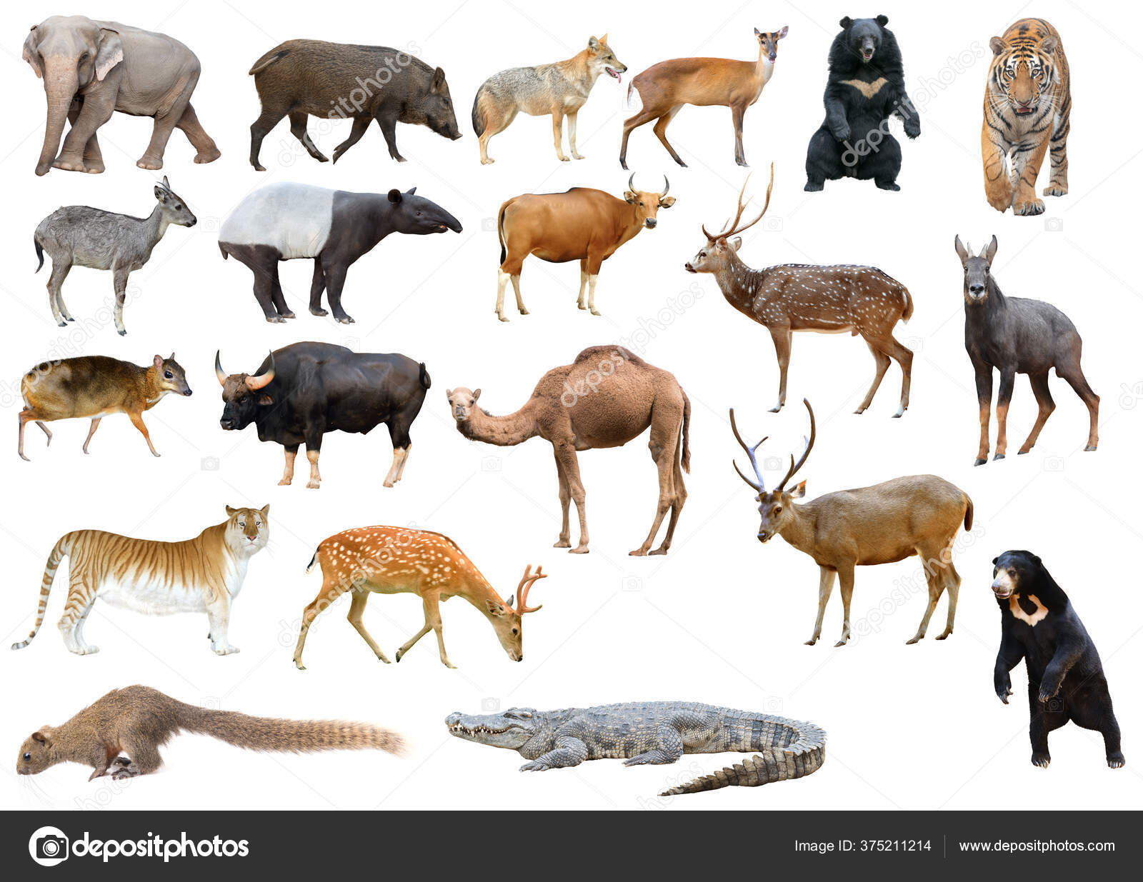 Collection Asia Animal Isolated White Background Stock Photo by ...
