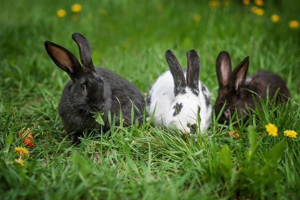 Three rabbits Stock Photos, Royalty Free Three rabbits Images ...