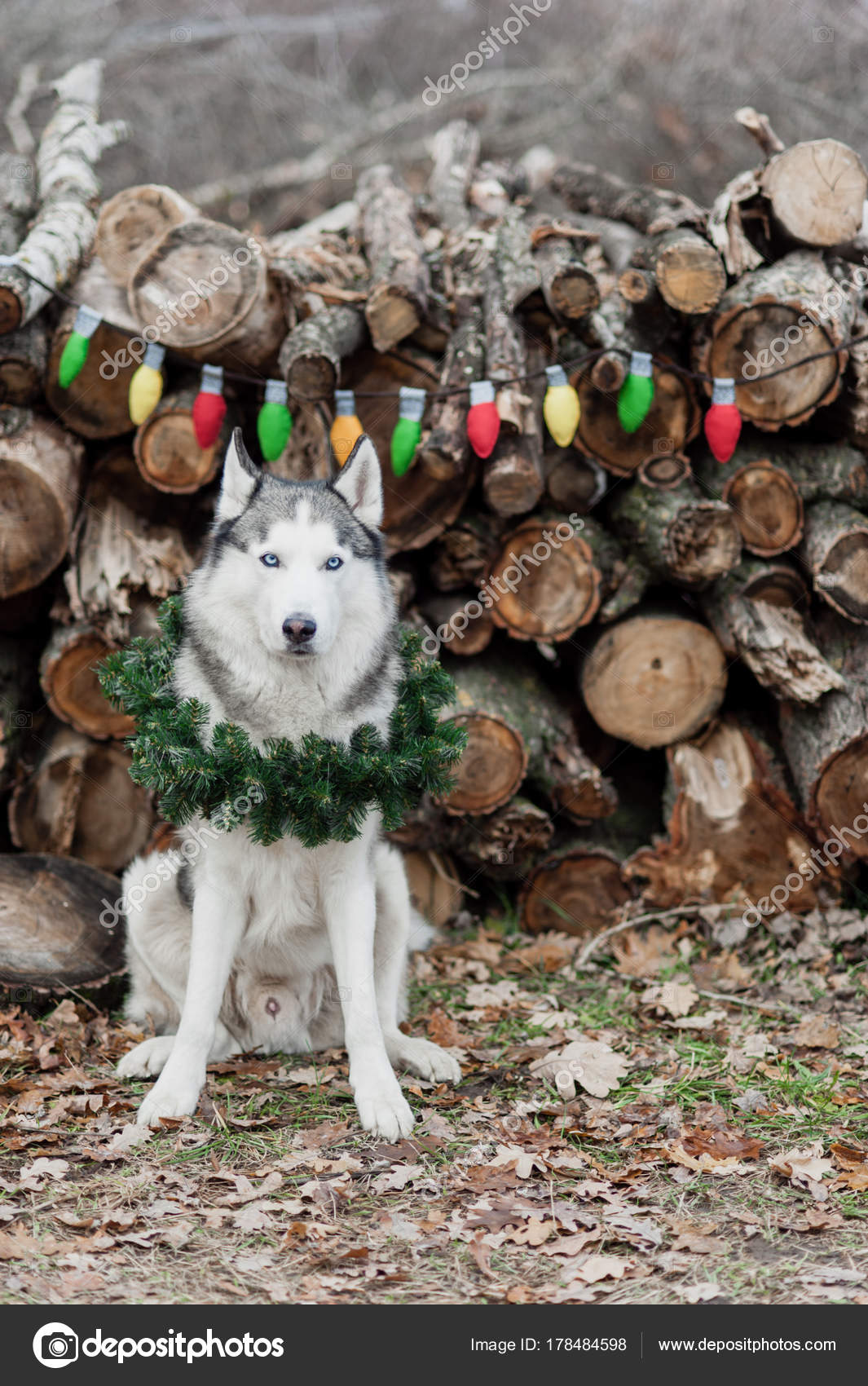 Beautiful cute smiling Siberian Husky dog sitting with Christmas wreath ...