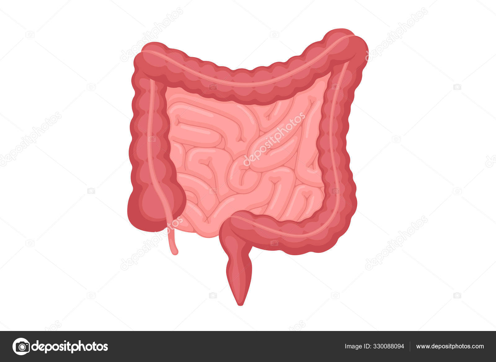 Human intestines anatomy . Abdominal cavity digestive and excretion ...