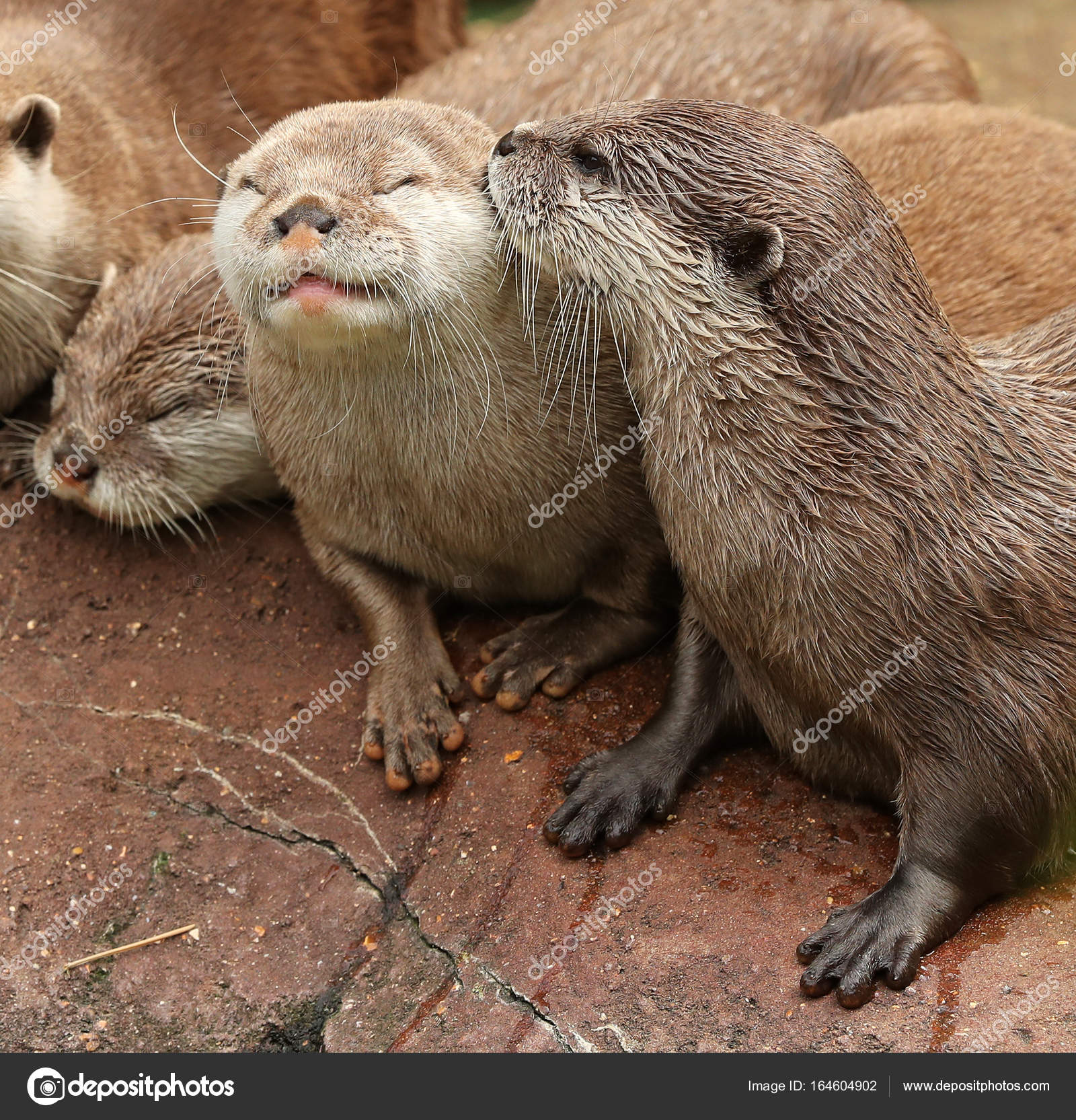 Otters Cuddling