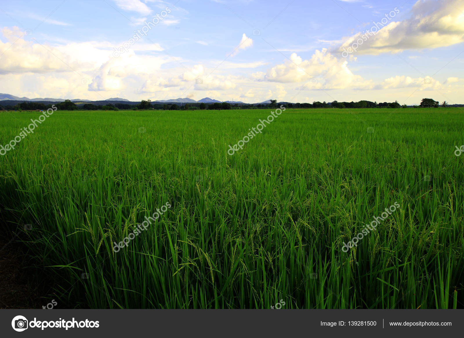 Rice fields in Thailand — Stock Photo © Kstocker #139281500