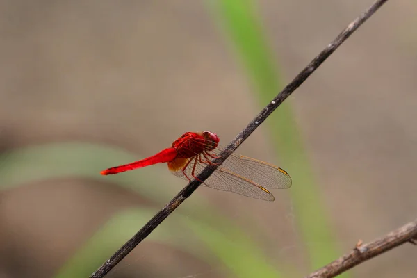 Red fly in nature Stock Photos, Royalty Free Red fly in nature Images ...
