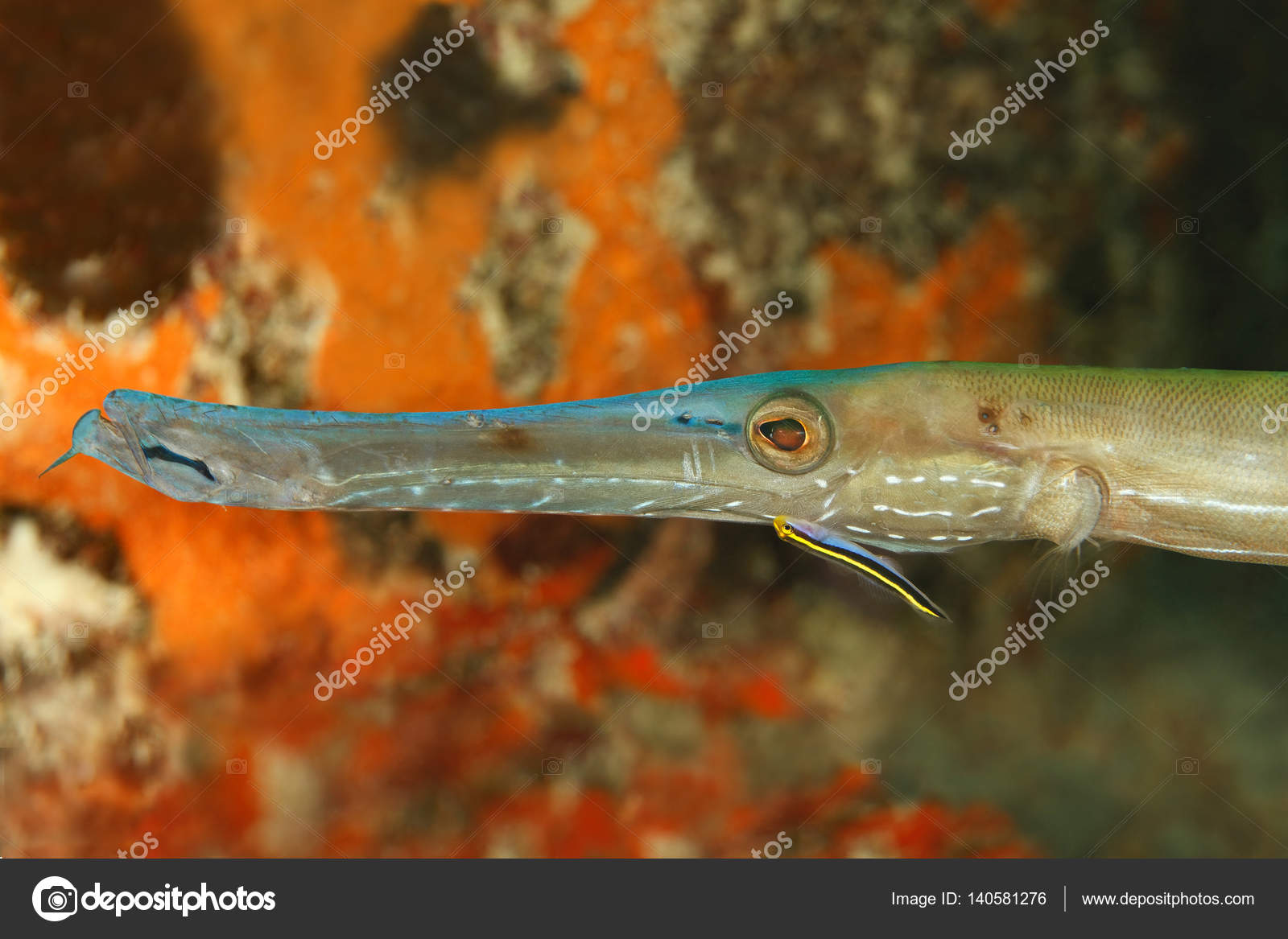 Yellownose Goby Cleaning a Trumpetfish - Bonaire — Stock Photo ...
