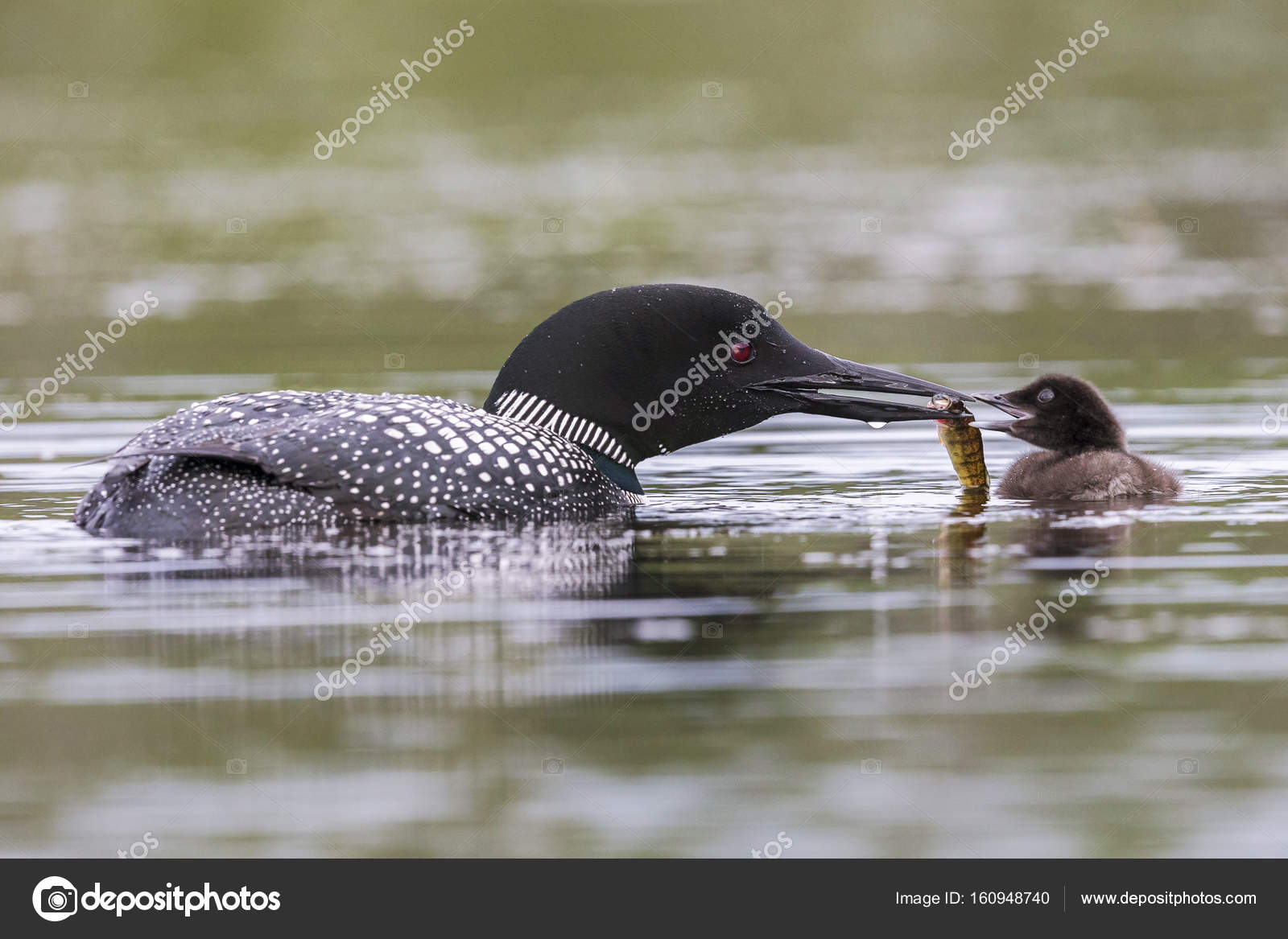 A week-old Common Loon chick is fed a fish by one of its parents Stock ...