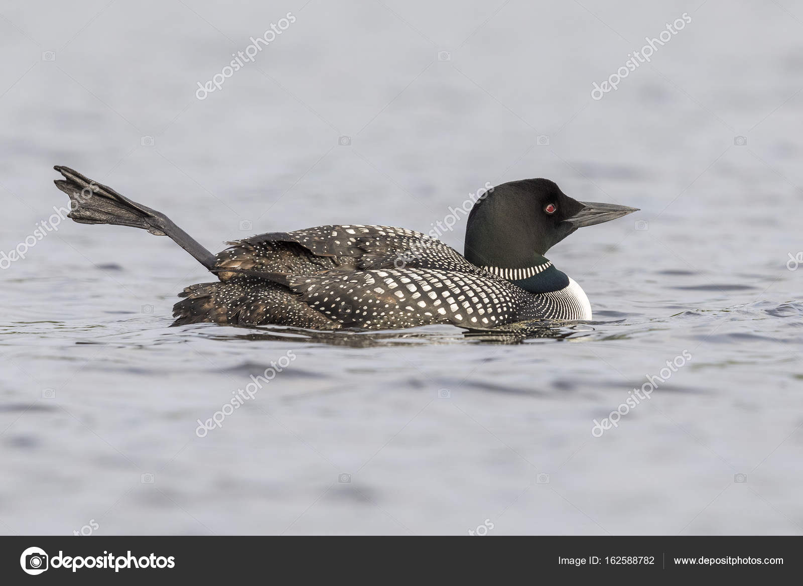 A Common Loon wags its leg in the air to help regulate its body — Stock ...