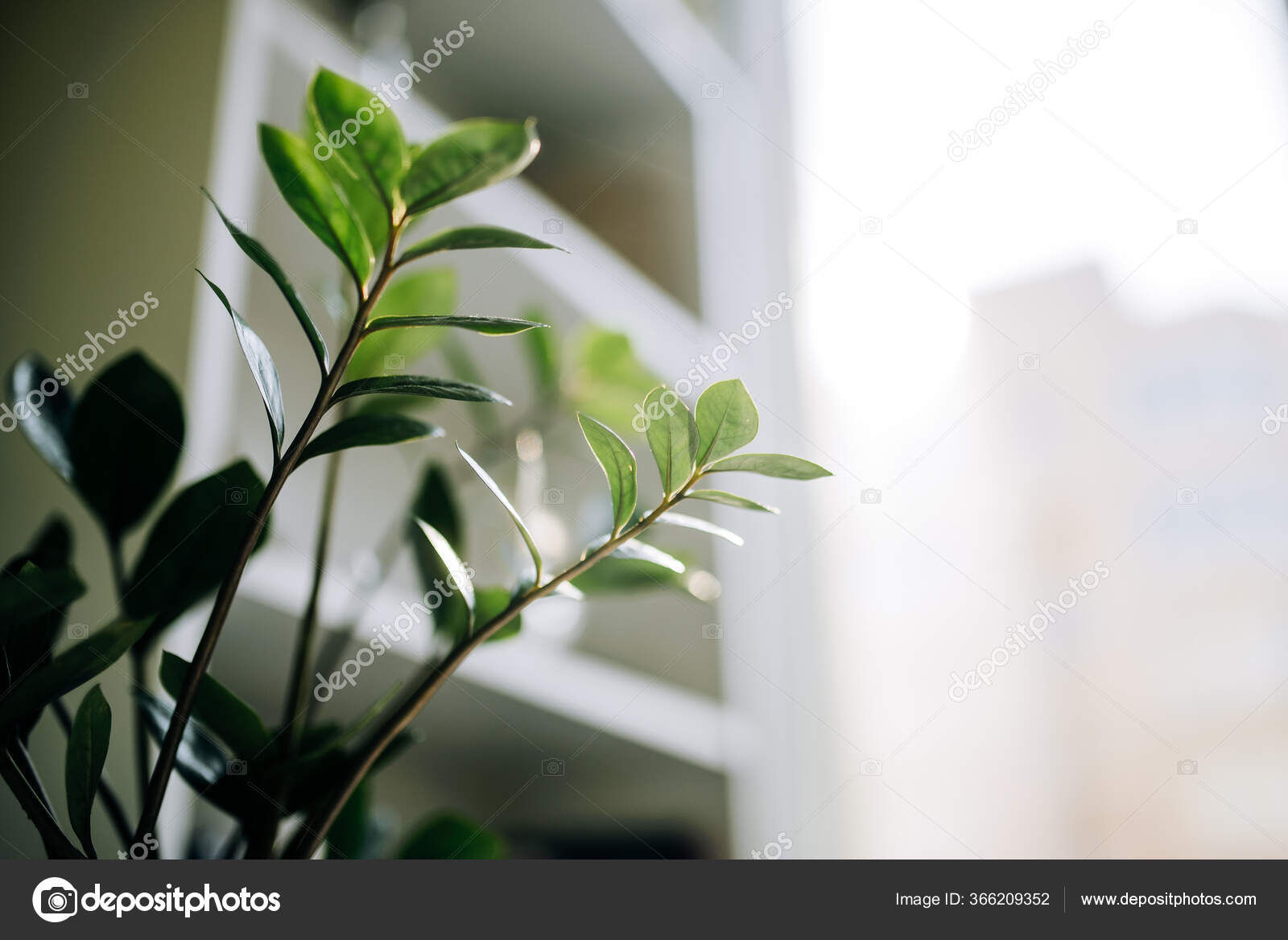 Green Beautiful Plant Window Background — Stock Photo © serik3700 ...