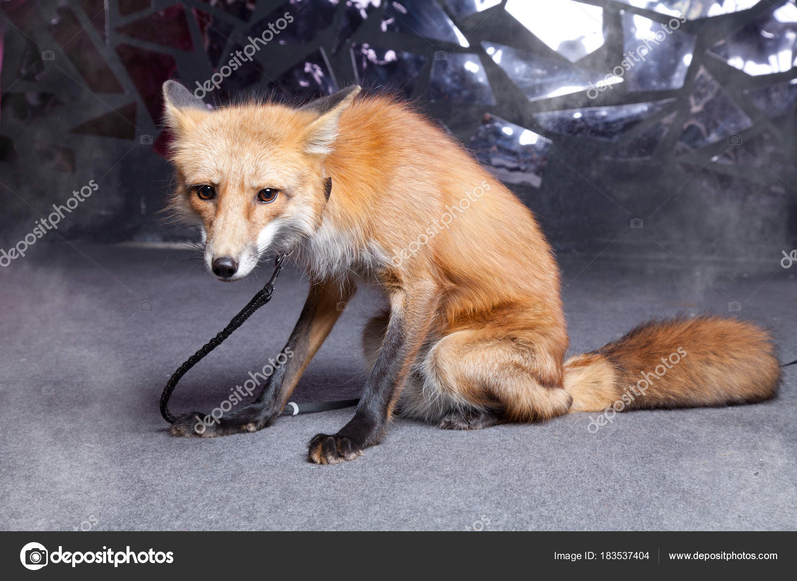 Home Sweet Scared Pup Fox Collar Sitting Studio Black Background Stock ...