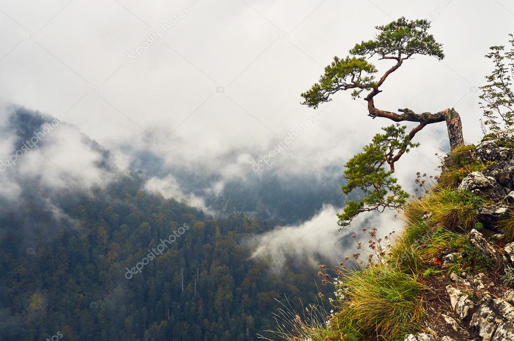 Pino viejo solitario en la cima de la montaña Sokolica, Parque Nacional ...