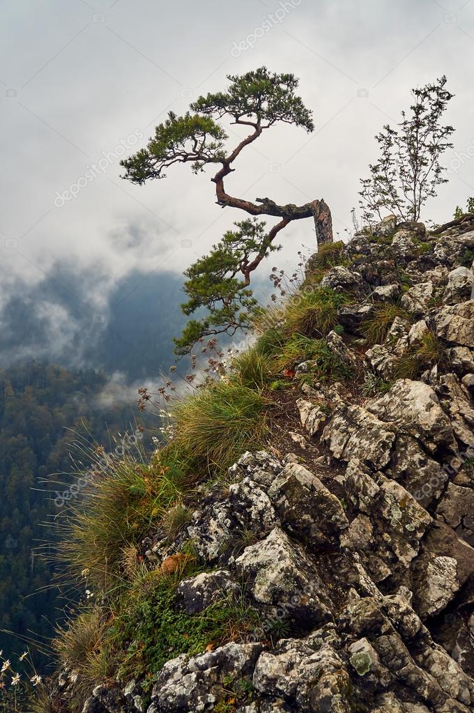 Pino viejo solitario en la cima de la montaña Sokolica, Parque Nacional ...