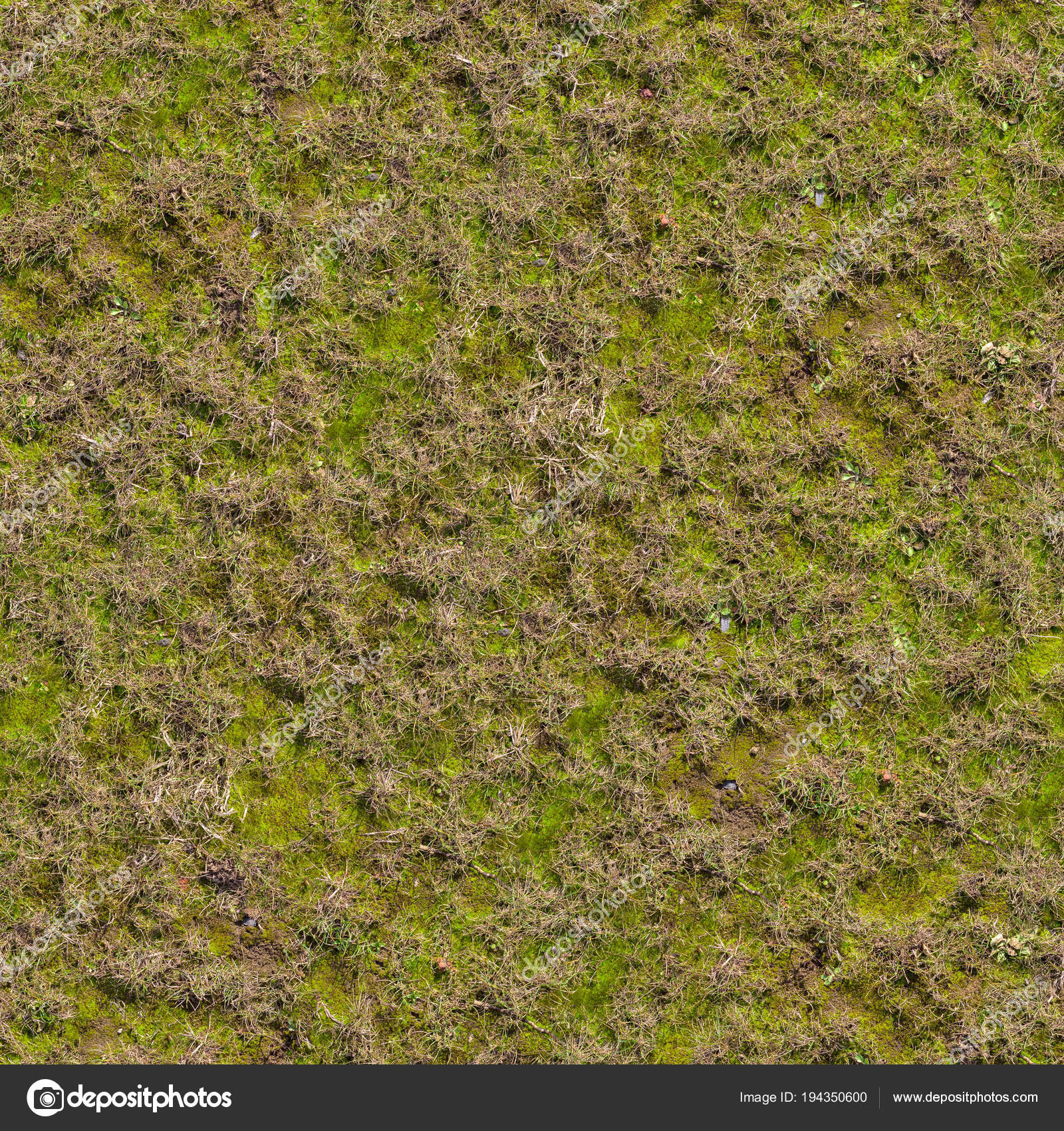Prairie Grass Texture