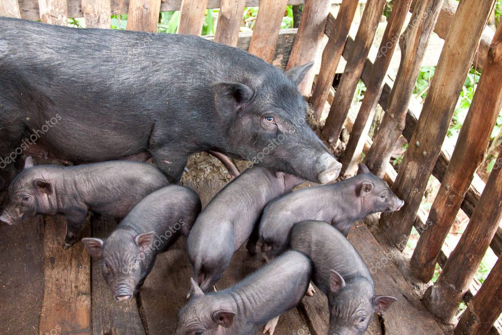 Cerda y lechones nativos 2024