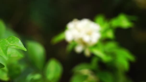 56 Orange jessamine Videos, Royalty-free Stock Orange jessamine Footage ...