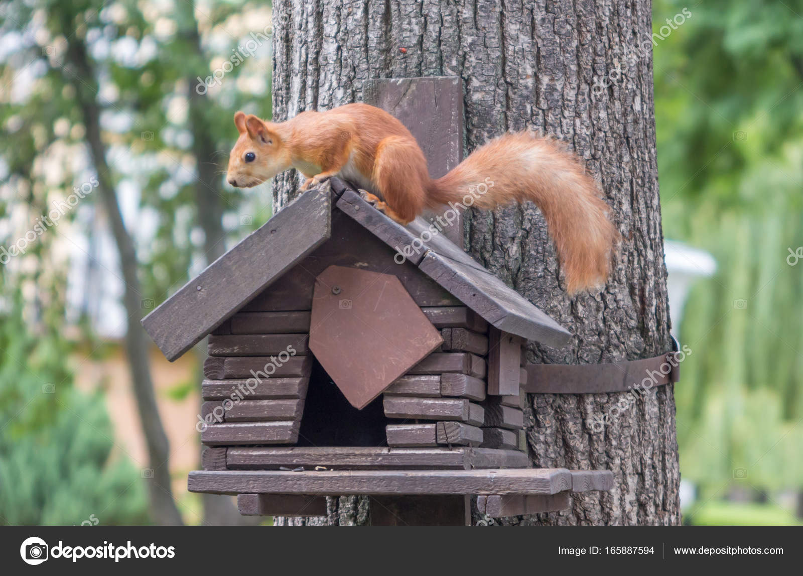 Squirrel Tree House