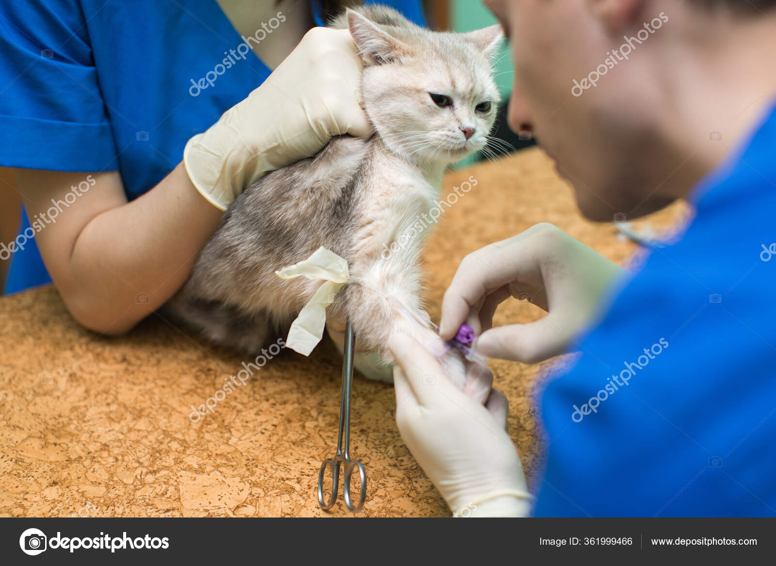Veterinary placing a catheter via a cat in the clinic. Stock Photo by ...