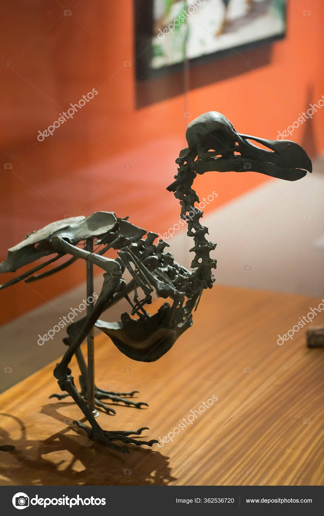 The skeleton of the Dodo on Mauritius, La Vanille. Stock Photo by ...