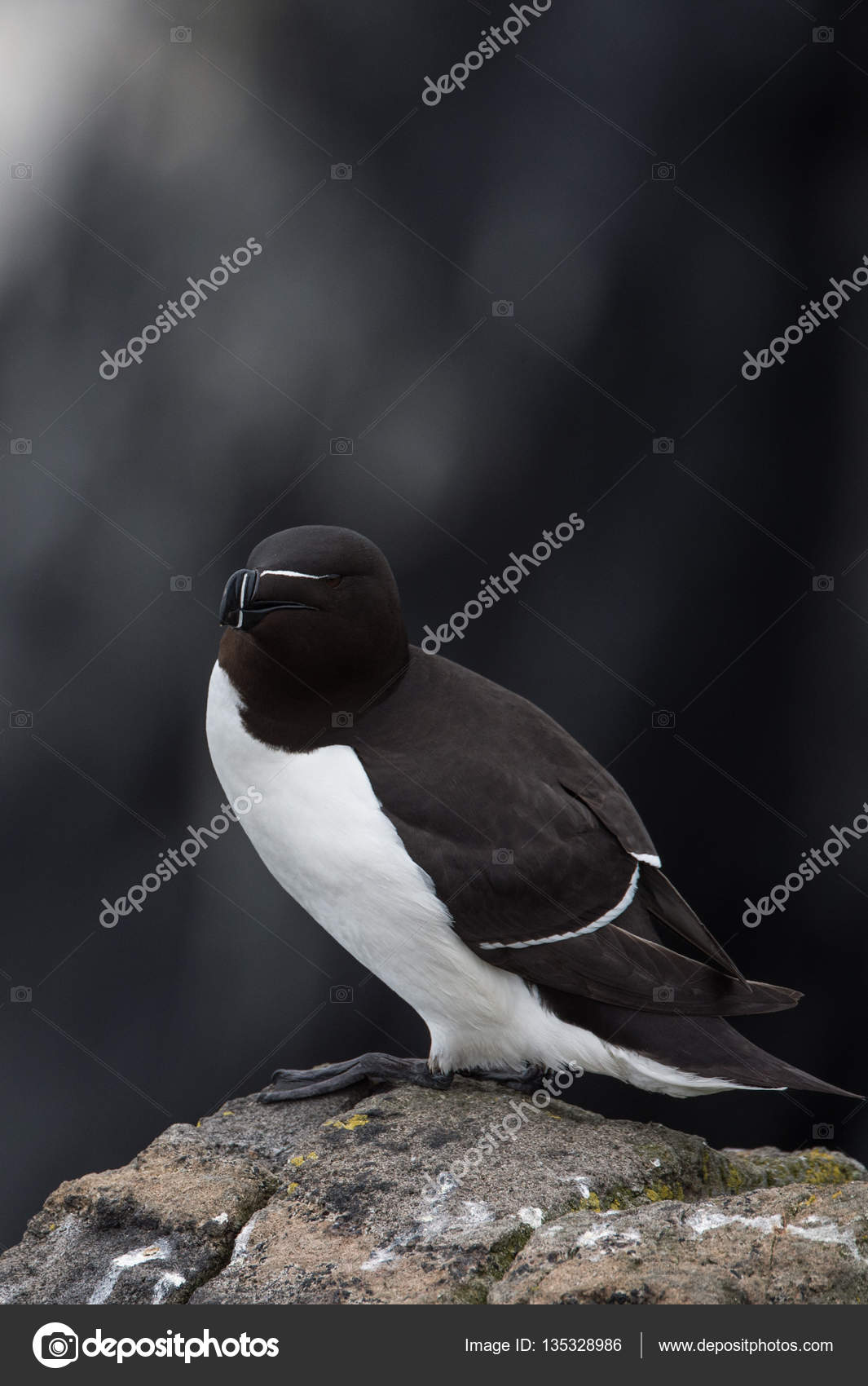 Beautiful razorbill bird Stock Photo by ©christopherpmcleod 135328986