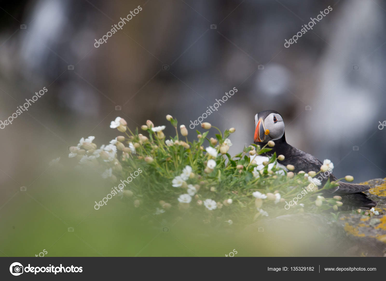 Beautiful puffin bird Stock Photo by ©christopherpmcleod 135329182