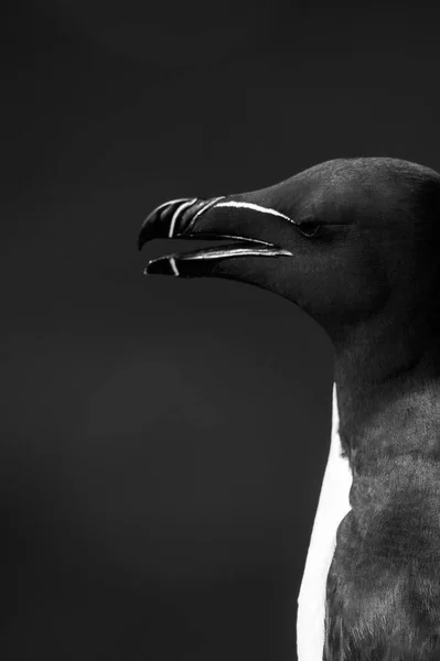 Razorbill Stock Photos, Royalty Free Razorbill Images | Depositphotos