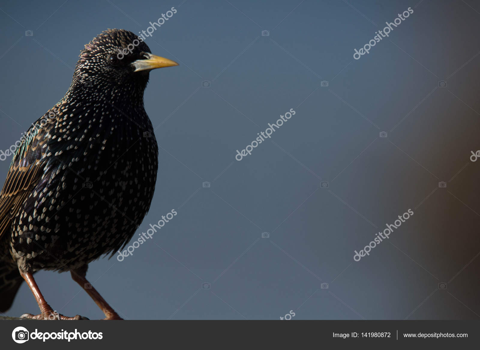 Small common starling — Stock Photo © christopherpmcleod #141980872