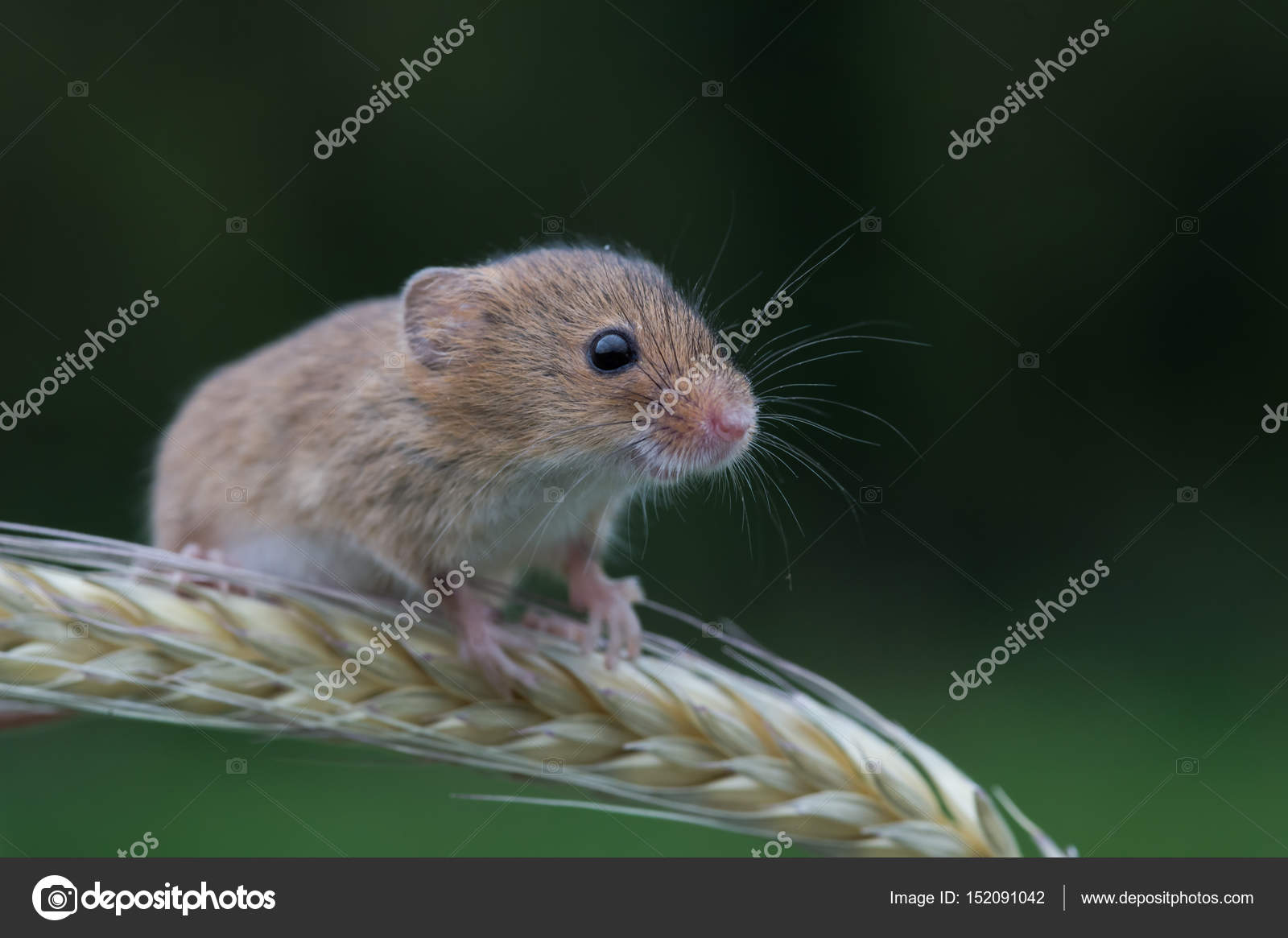 Cute harvest mouse — Stock Photo © christopherpmcleod #152091042