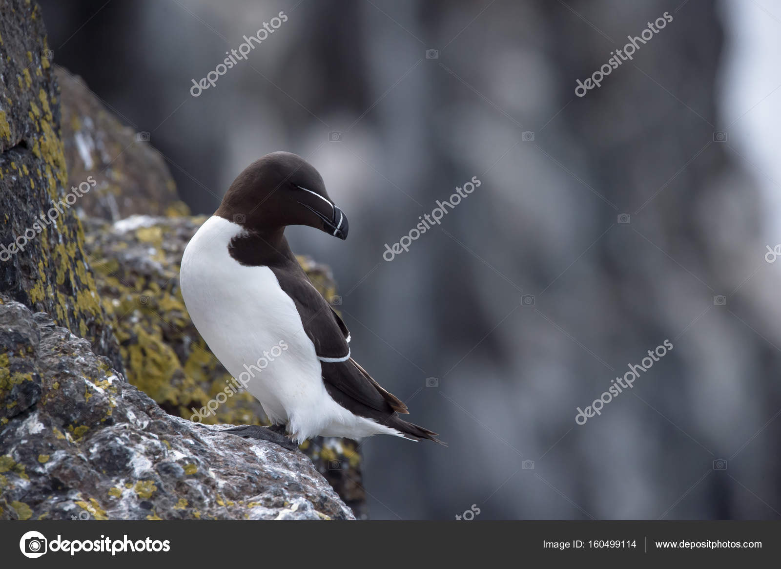 Razorbill bird close up — Stock Photo © christopherpmcleod #160499114